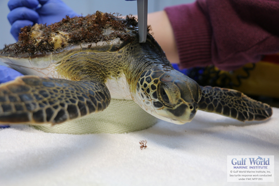 40 Cold-Stunned Sea Turtles Released at Salinas Park Jan. 30 | Snowbirds Gulf Coast